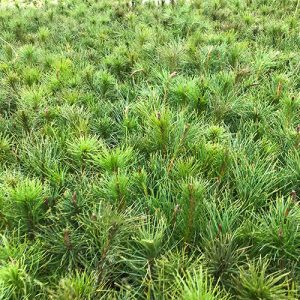 Hybrid White Spruce – Twin Sisters Native Plants Nursery | Moberly Lake ...