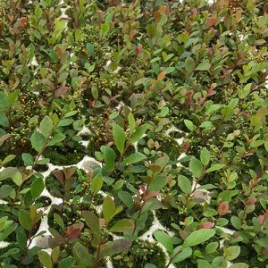 Black Huckleberry – Twin Sisters Native Plants Nursery | Moberly Lake ...