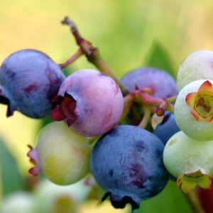 Blueberry – Twin Sisters Native Plants Nursery | Moberly Lake | British ...