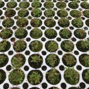 Bog Labrador Tea – Twin Sisters Native Plants Nursery | Moberly Lake ...