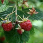 Red Raspberry – Twin Sisters Native Plants Nursery | Moberly Lake ...