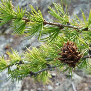 Western Larch – Twin Sisters Native Plants Nursery | Moberly Lake ...