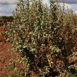 Wolf Willow – Twin Sisters Native Plants Nursery | Moberly Lake ...